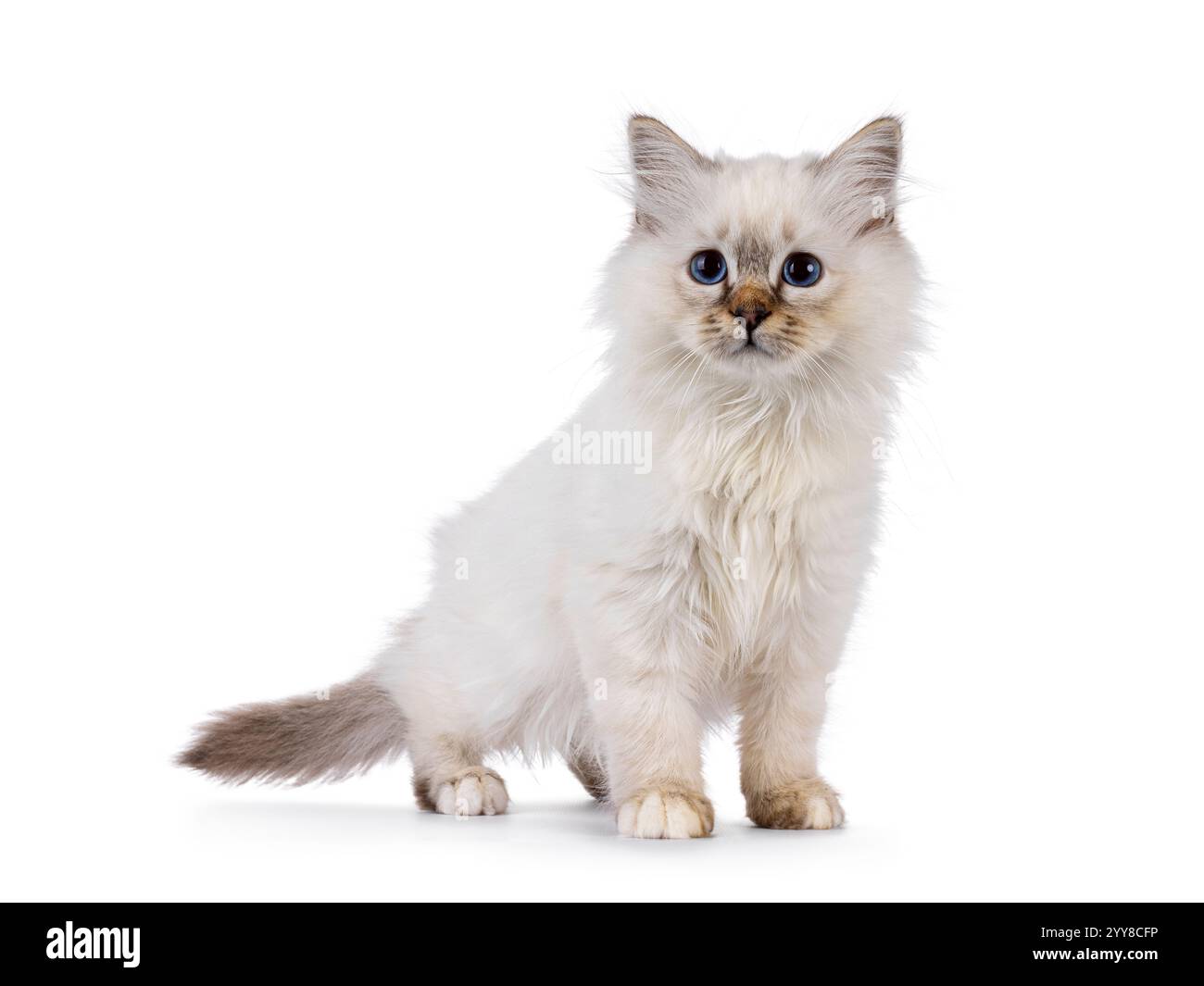 Cute Sacred Birman cat kitten, standing facing front. Looking attentive ...