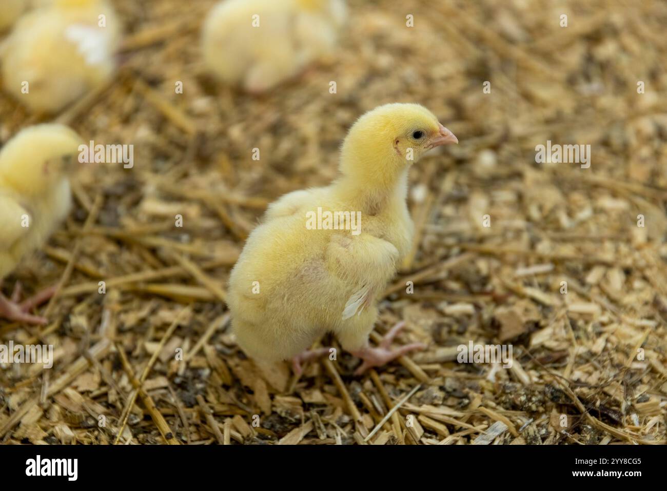 Chickens on farm broiler chickens hi-res stock photography and images ...