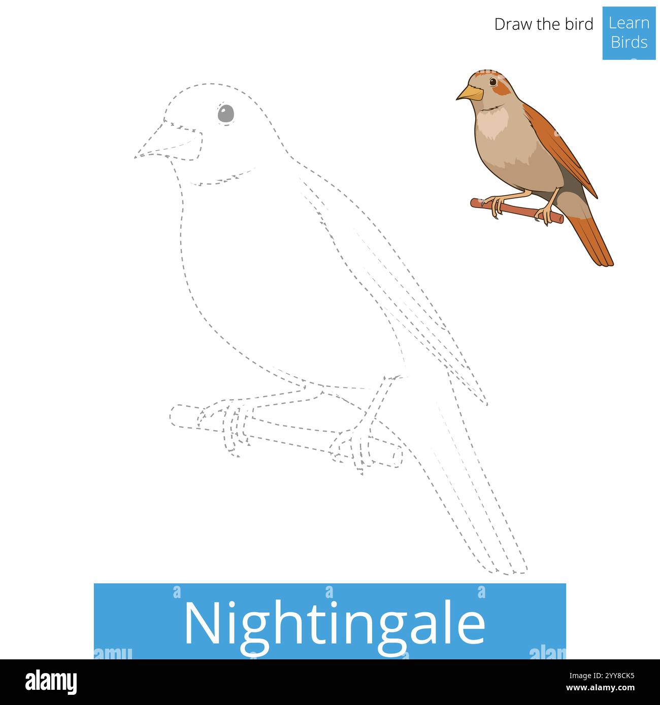 Nightingale bird cartoon illustration hi-res stock photography and ...