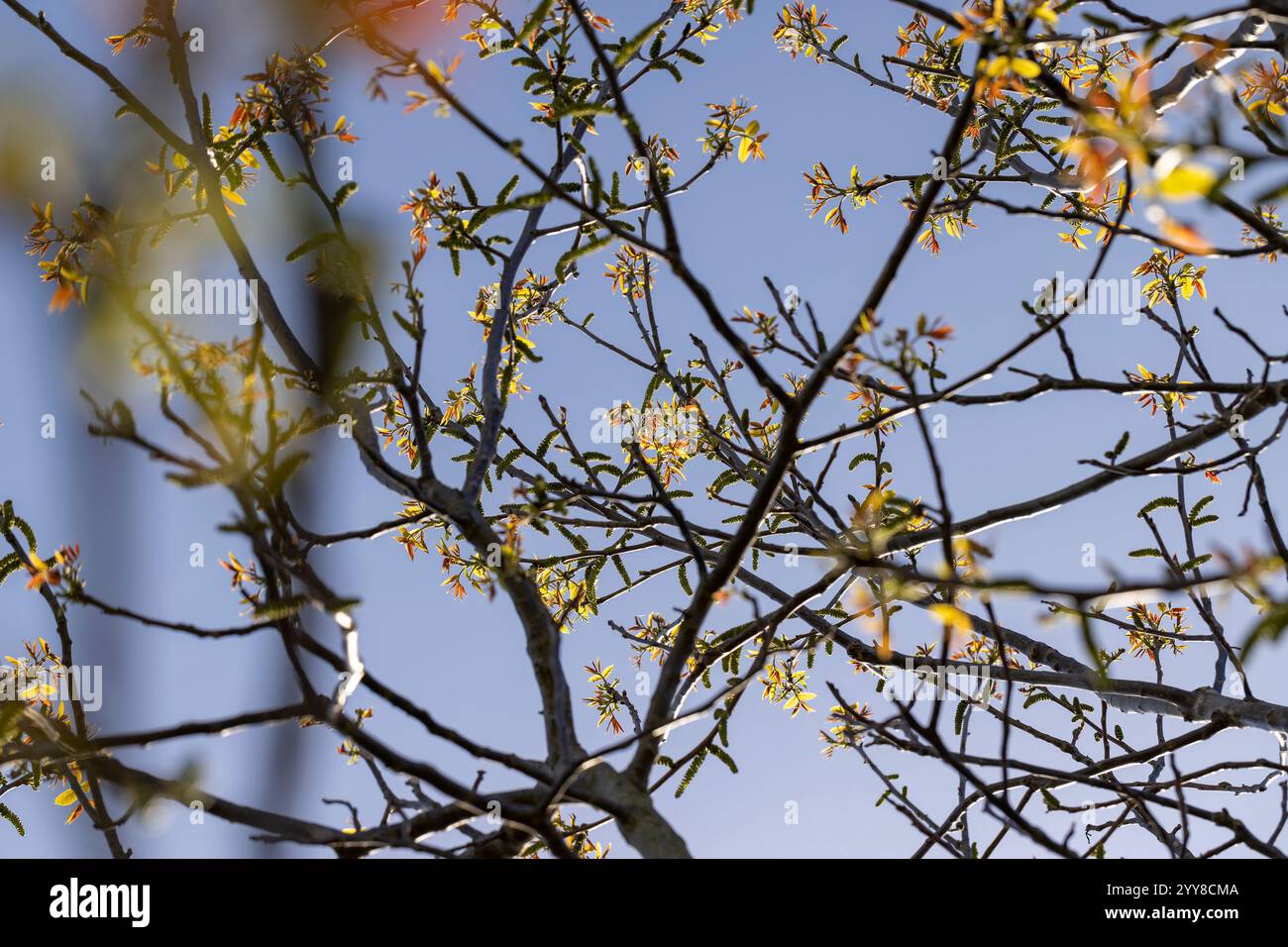 foliage and flowers of walnut , branches with foliage and walnut ...