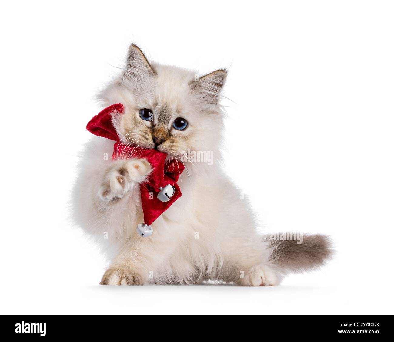 Cute Sacred Birman cat kitten, sitting up facing front. Playing with ...
