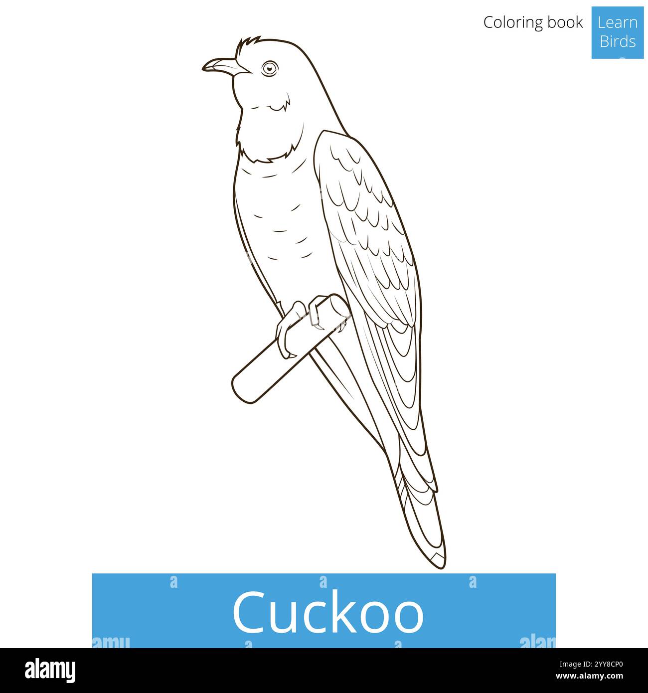 Cuckoo learn birds coloring book vector Stock Vector Image & Art - Alamy