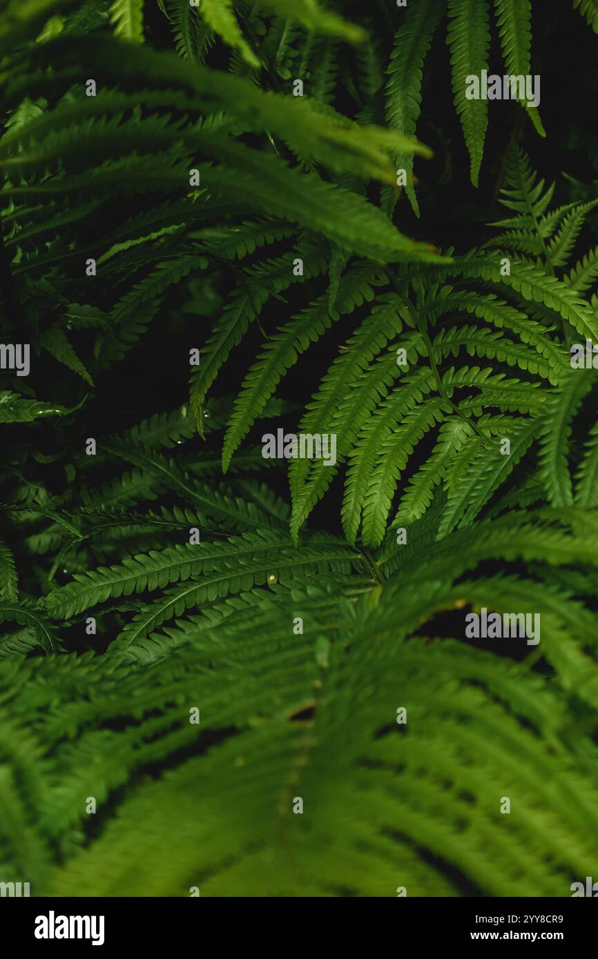 Dark green summer ferns background Stock Photo - Alamy