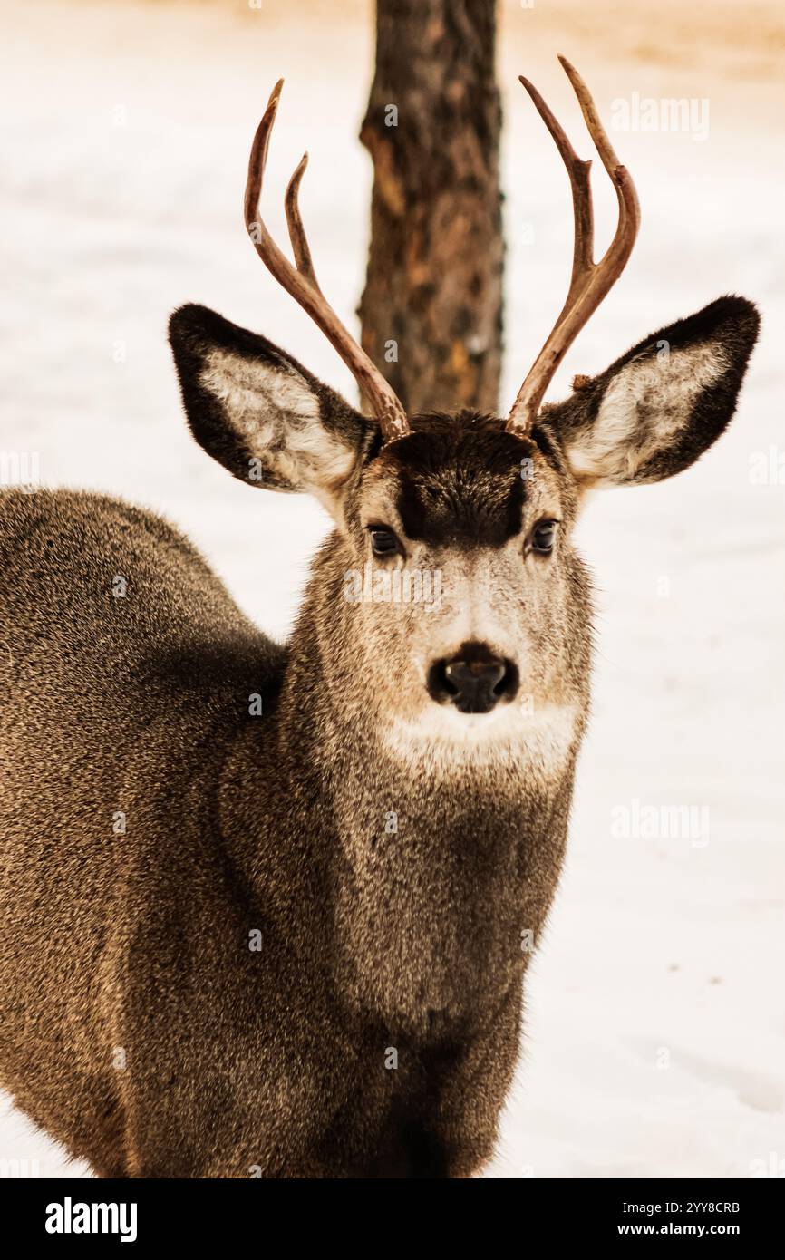 Whitetail deer buck frost hi-res stock photography and images - Alamy