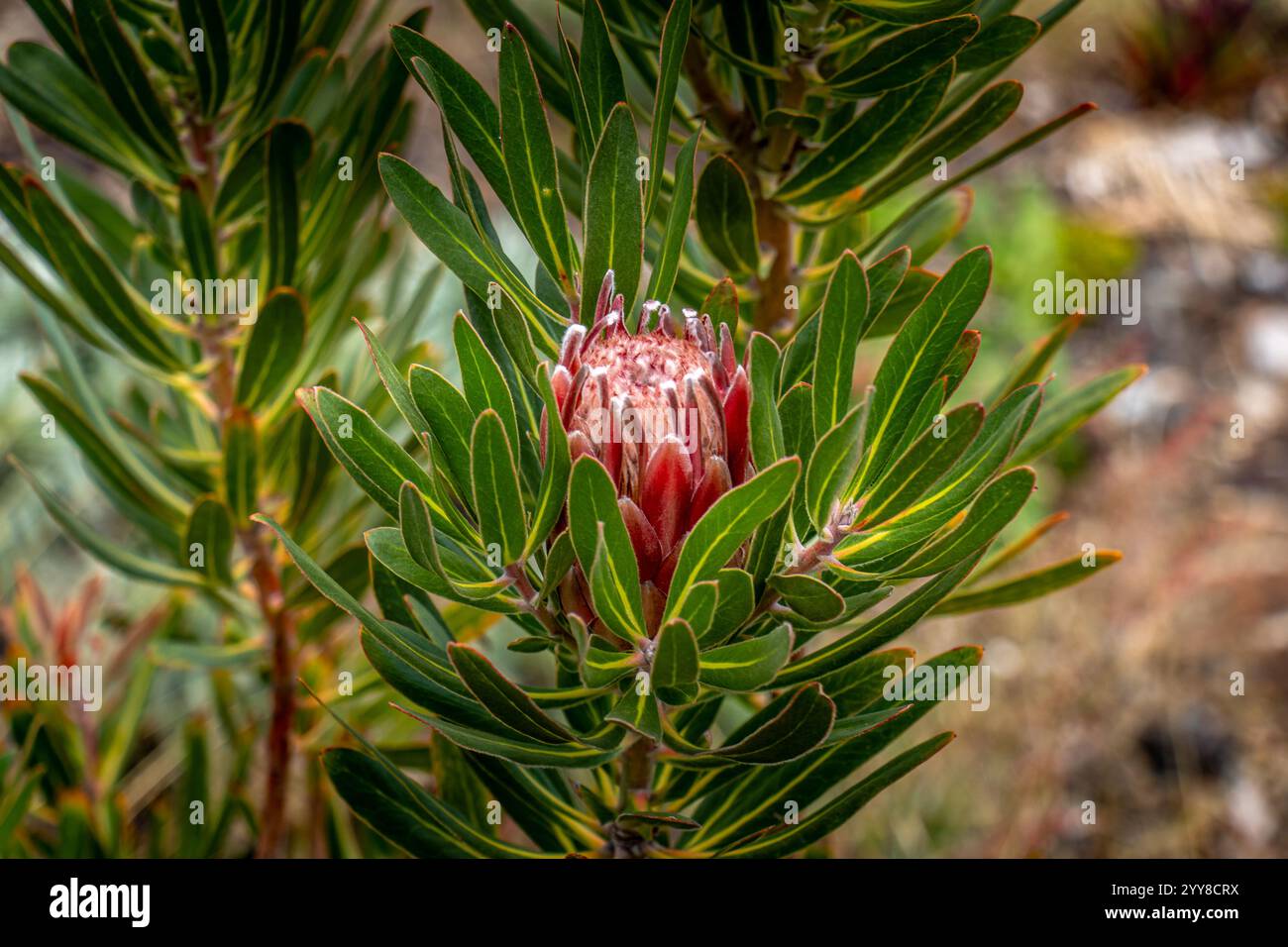 Red protea hi-res stock photography and images - Alamy