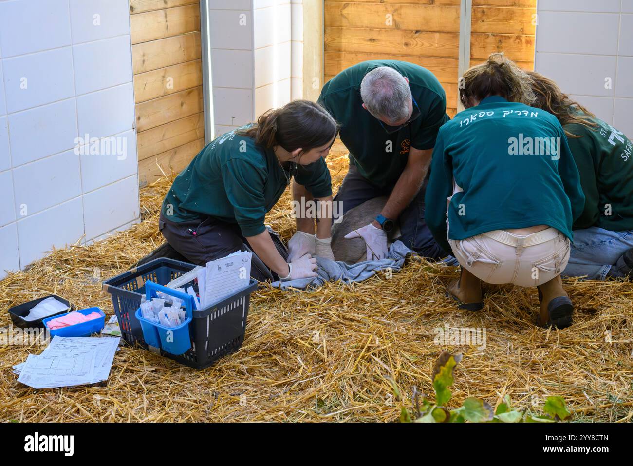 preparation for releasing a rehabilitated mountain gazelle (Gazella ...