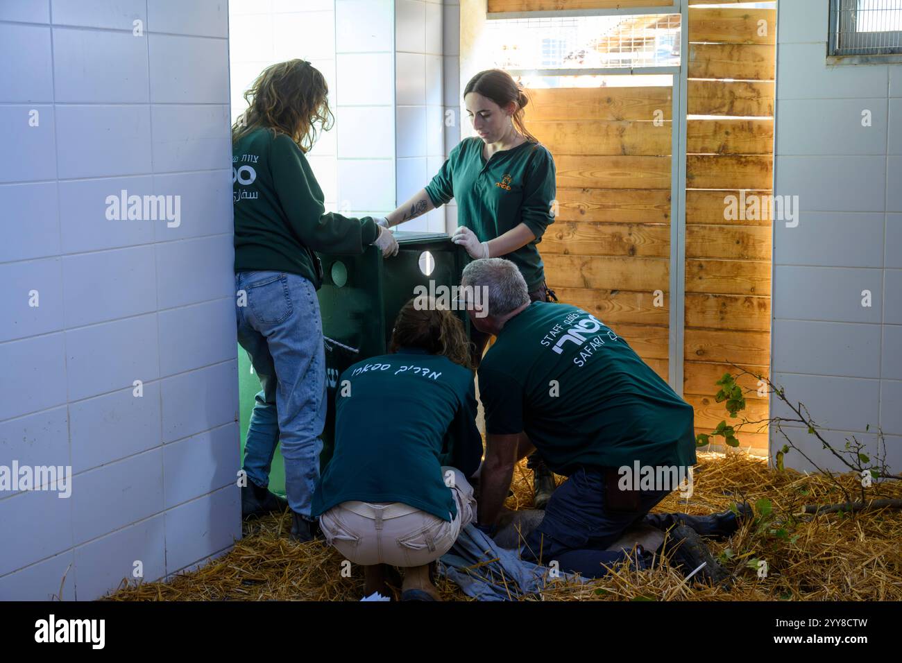 preparation for releasing a rehabilitated mountain gazelle (Gazella ...