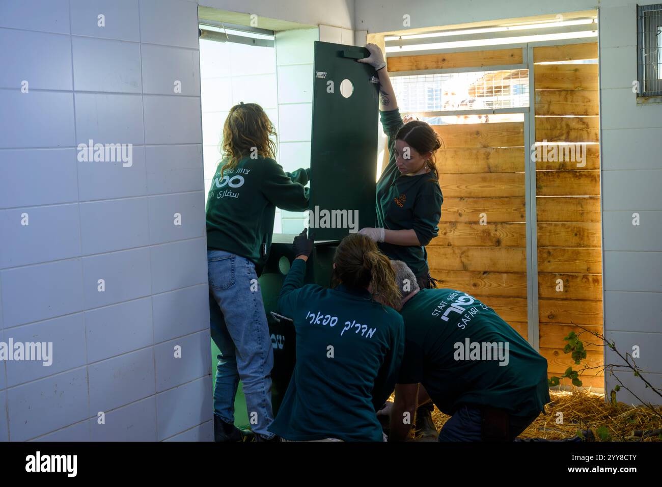 preparation for releasing a rehabilitated mountain gazelle (Gazella ...