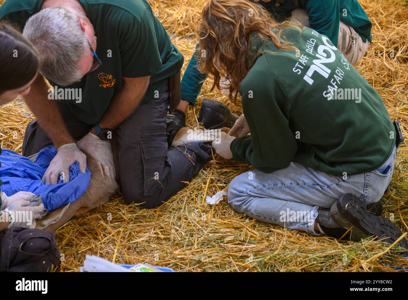 preparation for releasing a rehabilitated mountain gazelle (Gazella ...