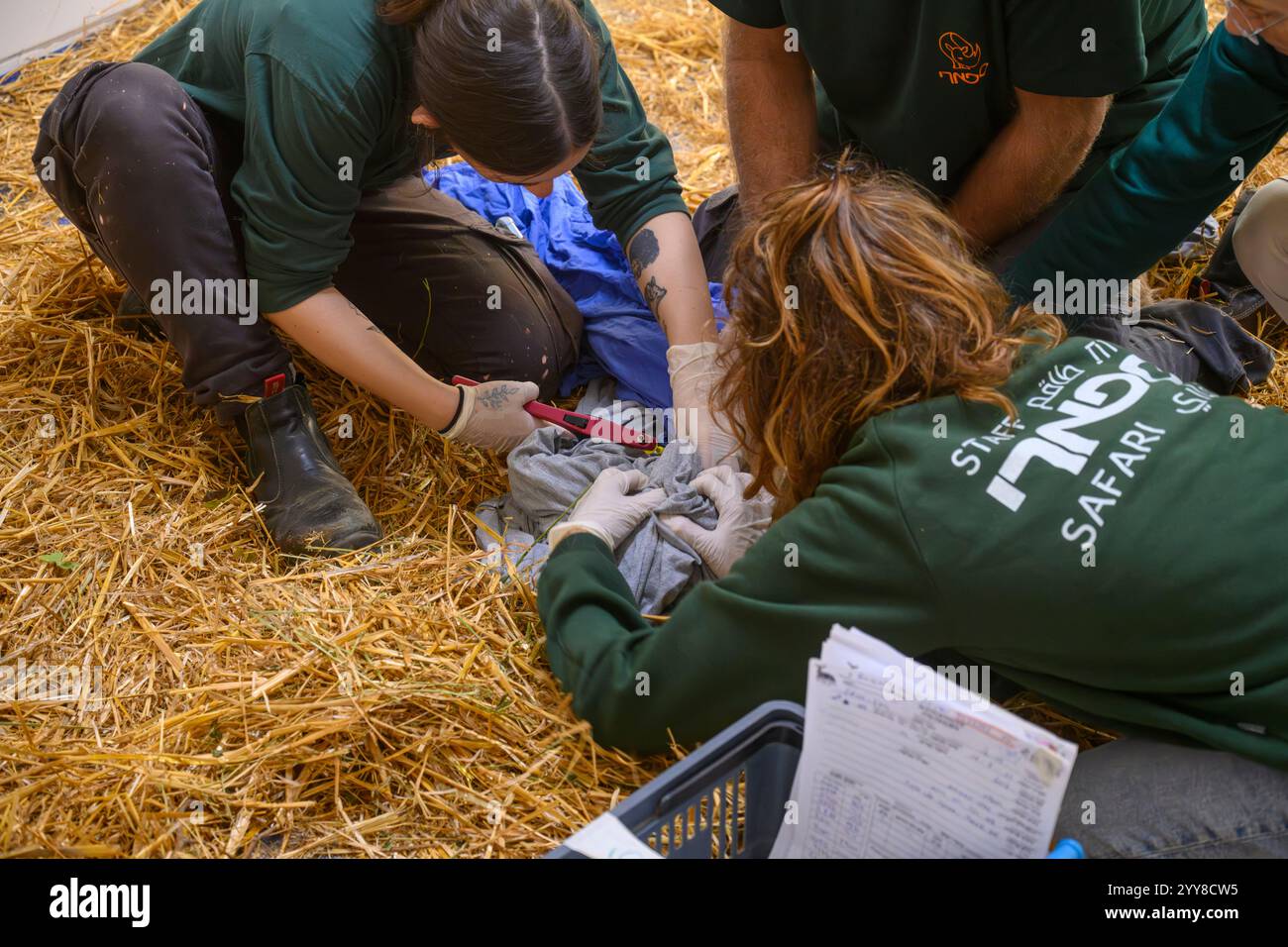 preparation for releasing a rehabilitated mountain gazelle (Gazella ...