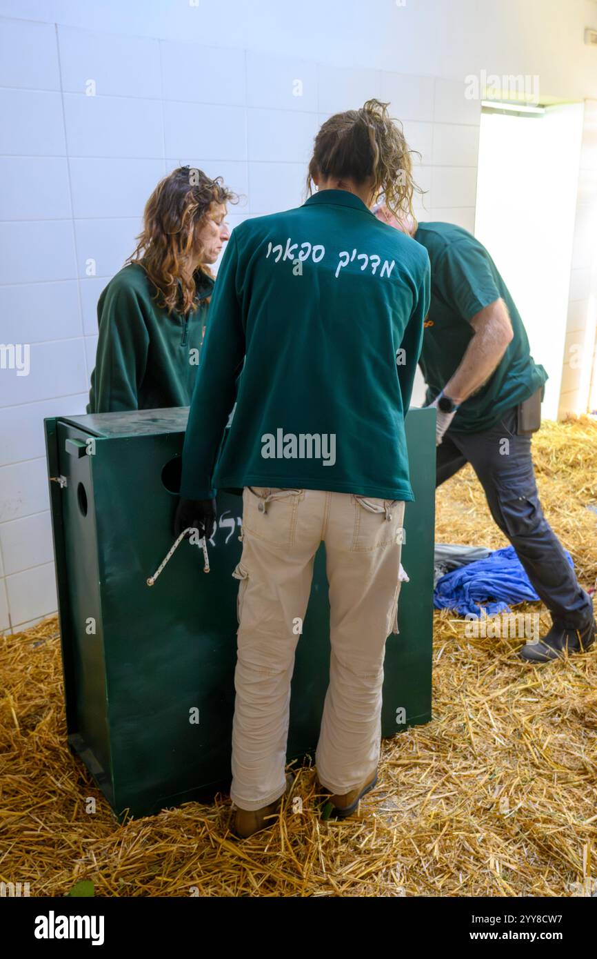 preparation for releasing a rehabilitated mountain gazelle (Gazella ...