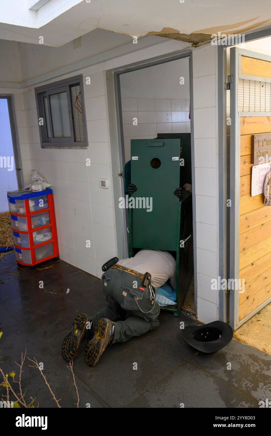 preparation for releasing a rehabilitated mountain gazelle (Gazella ...