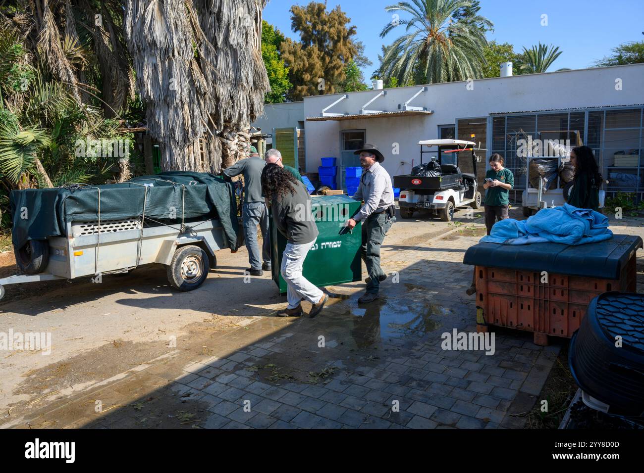 preparation for releasing a rehabilitated mountain gazelle (Gazella ...