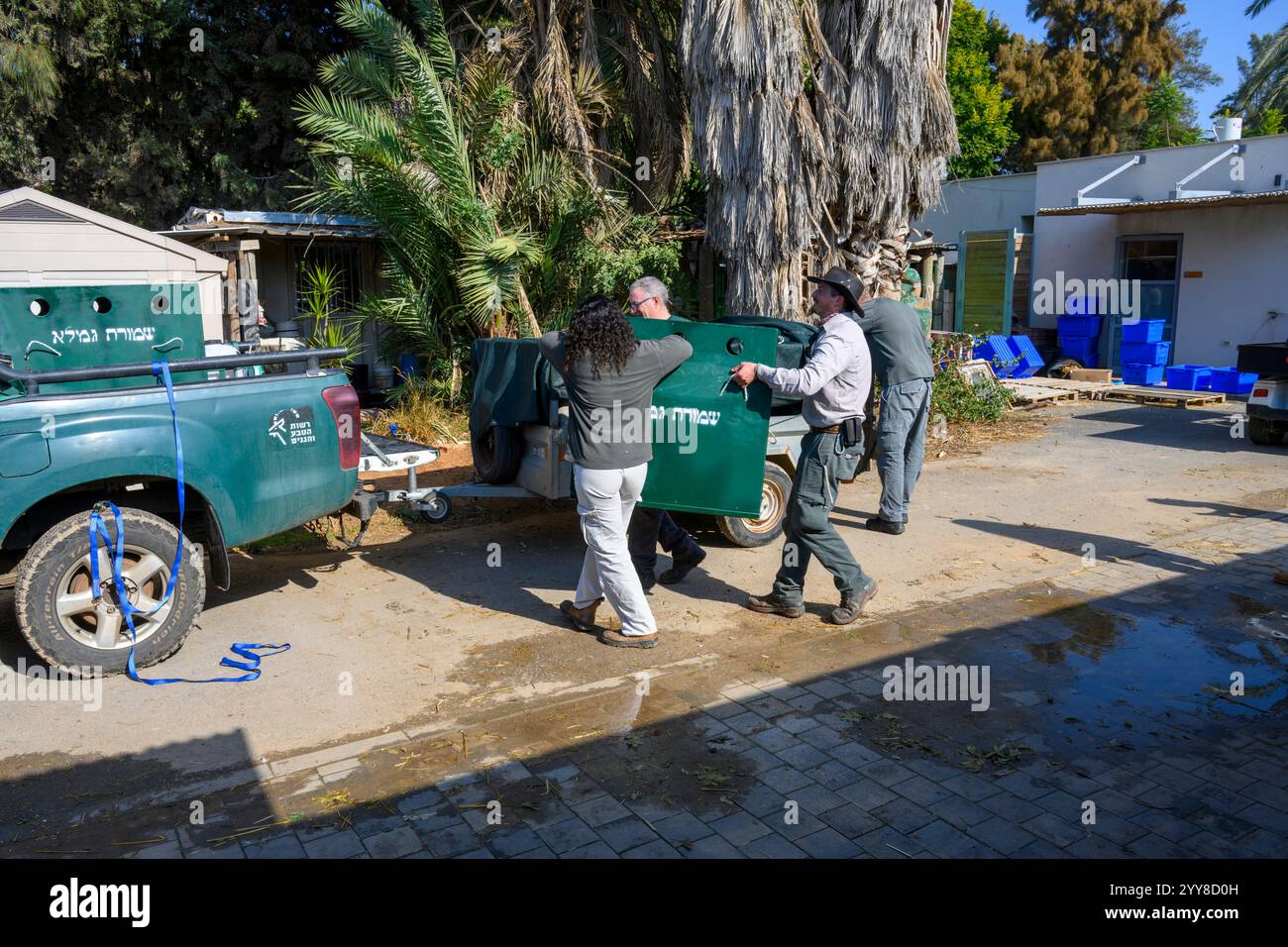 preparation for releasing a rehabilitated mountain gazelle (Gazella ...