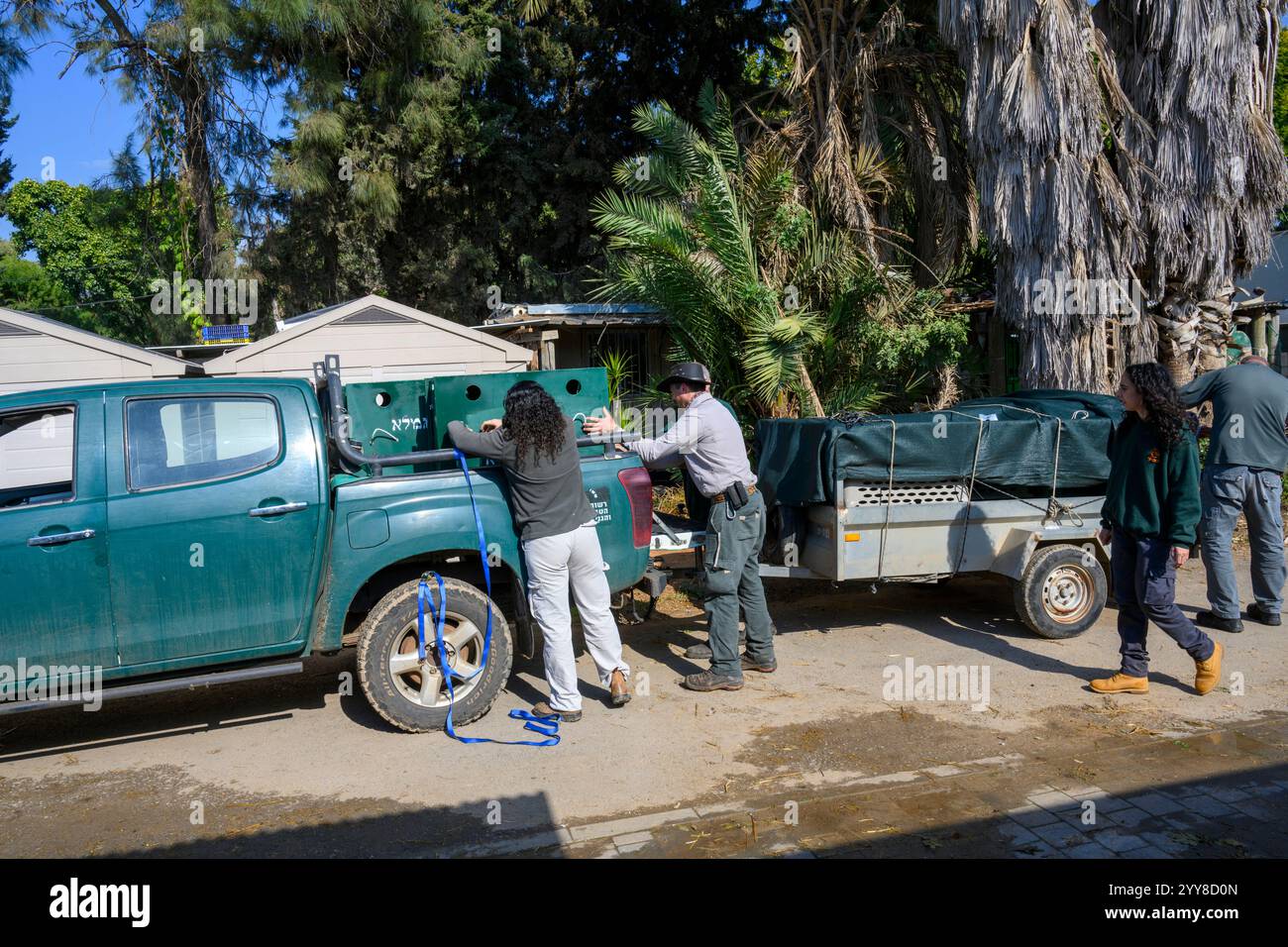 preparation for releasing a rehabilitated mountain gazelle (Gazella ...