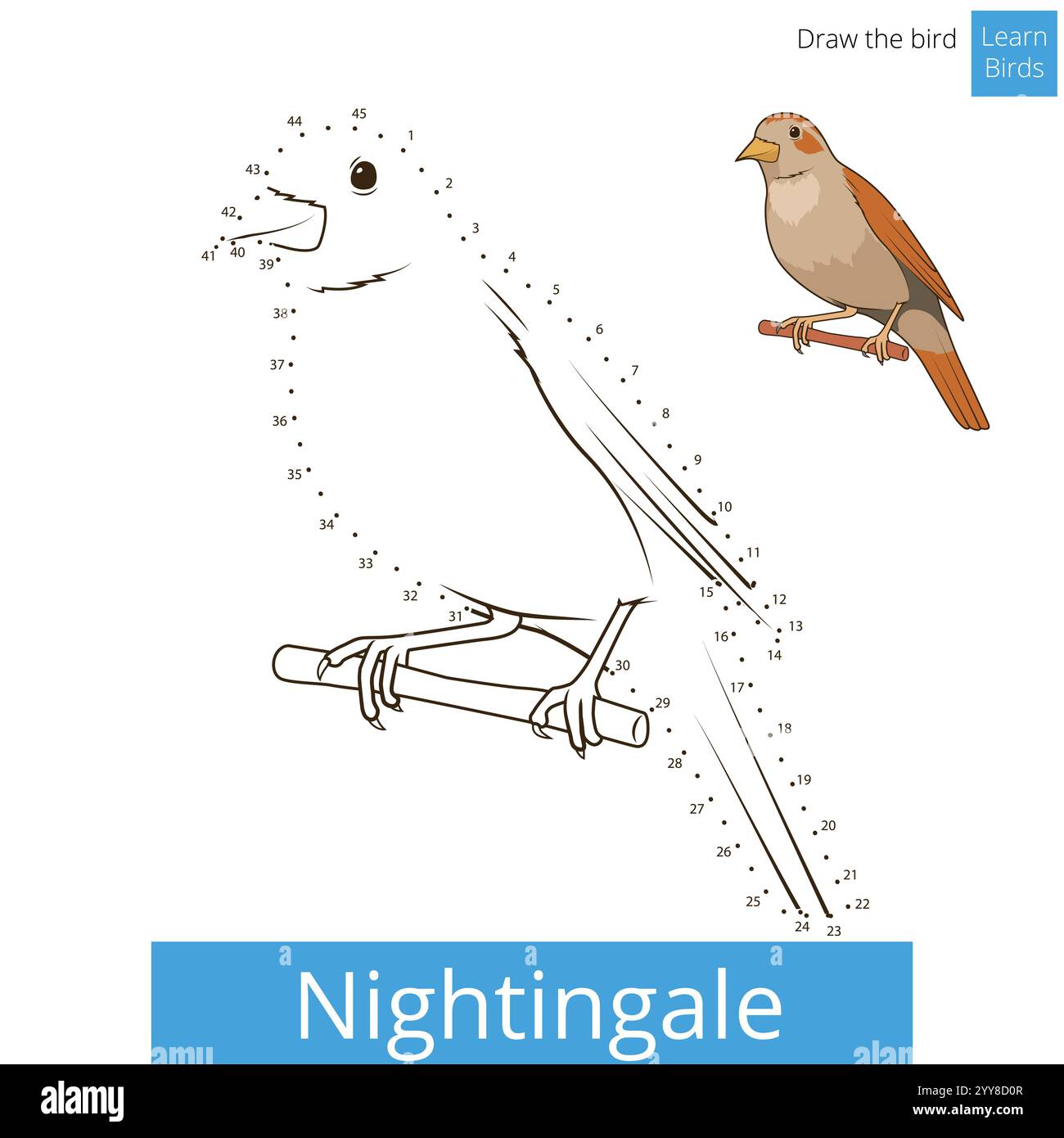 Nightingale bird cartoon illustration hi-res stock photography and ...