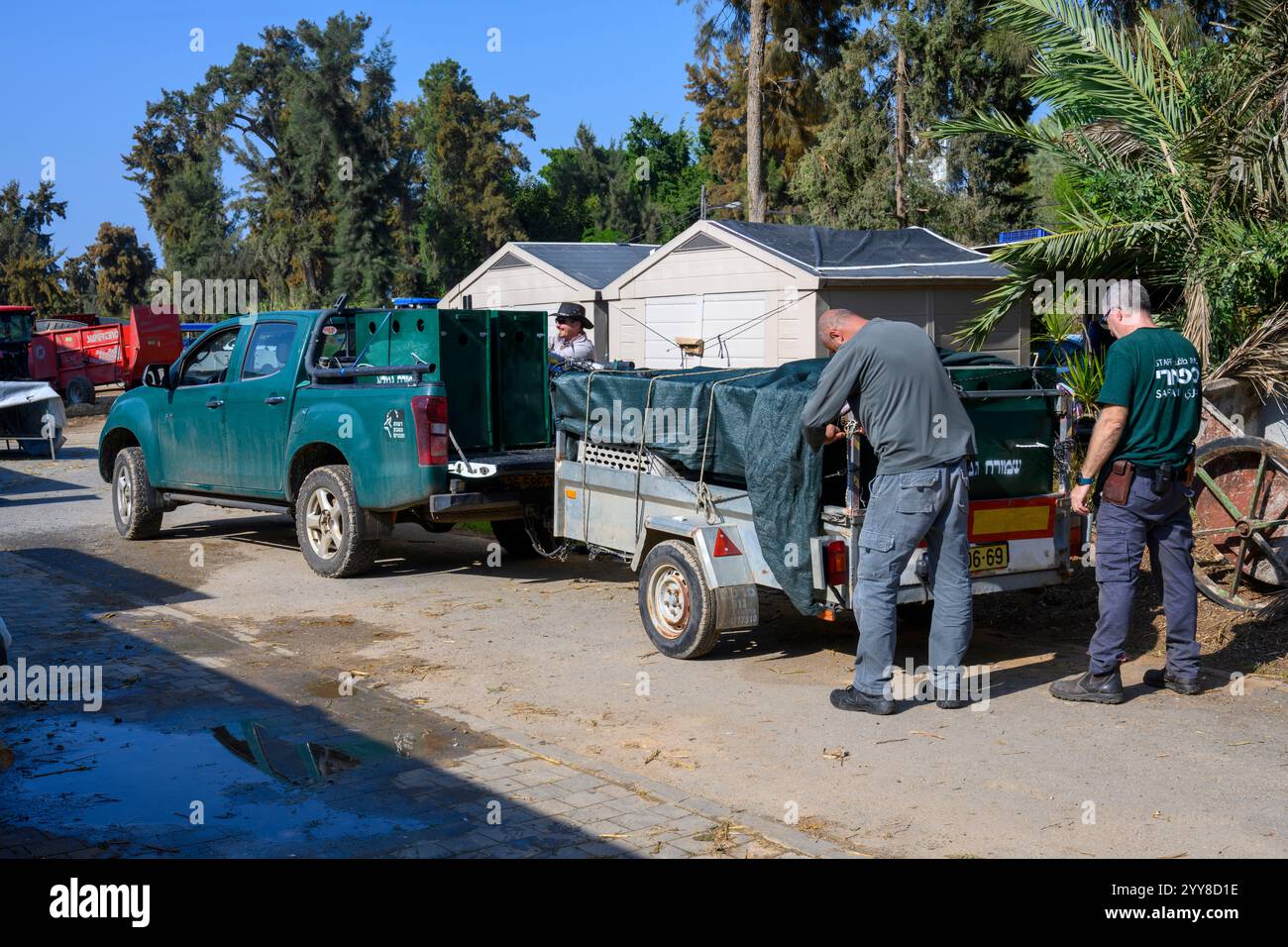 preparation for releasing a rehabilitated mountain gazelle (Gazella ...