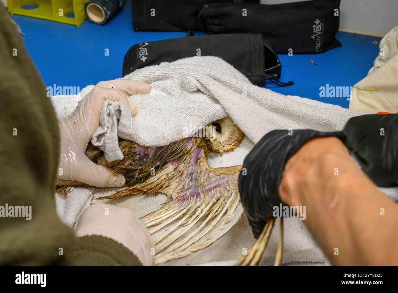 medical staff are bathing a western barn owl (Tyto alba) that was ...