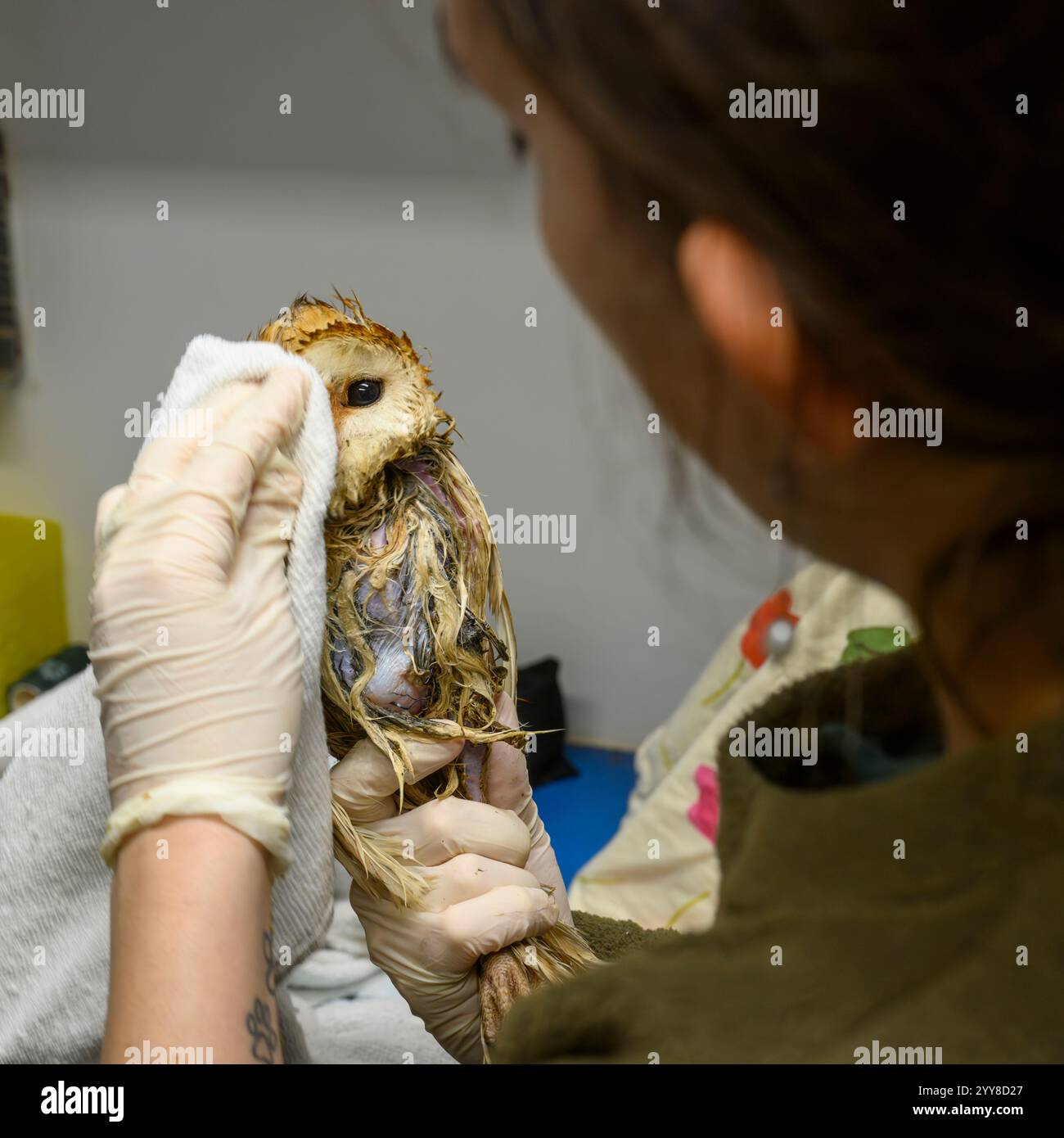 medical staff are bathing a western barn owl (Tyto alba) that was ...