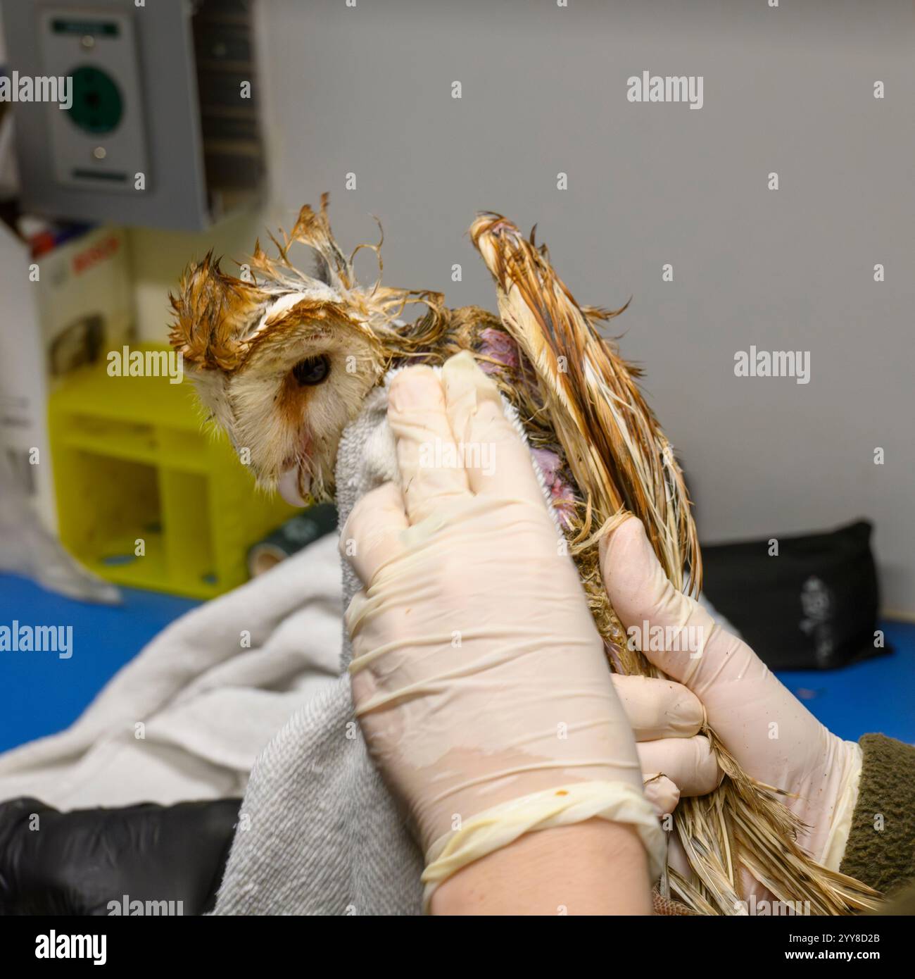 Cow hospital hi-res stock photography and images - Alamy