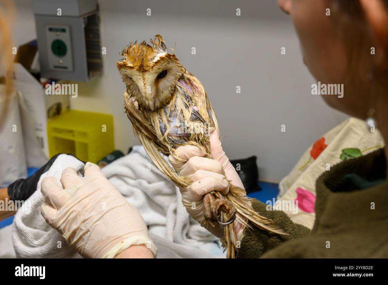 medical staff are bathing a western barn owl (Tyto alba) that was ...