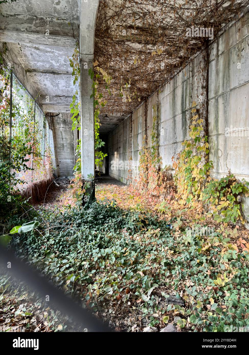 Former train platform overgrown with vines & weeds in Covington, KY ...