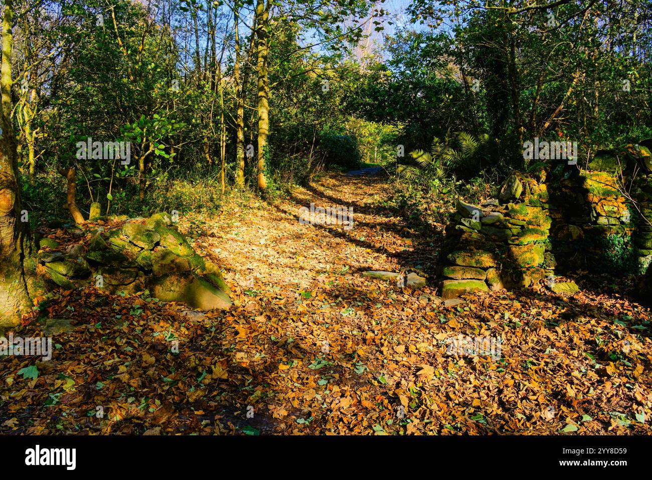 A woodland footpath covered in autumn leaves passes through a gap in a ...