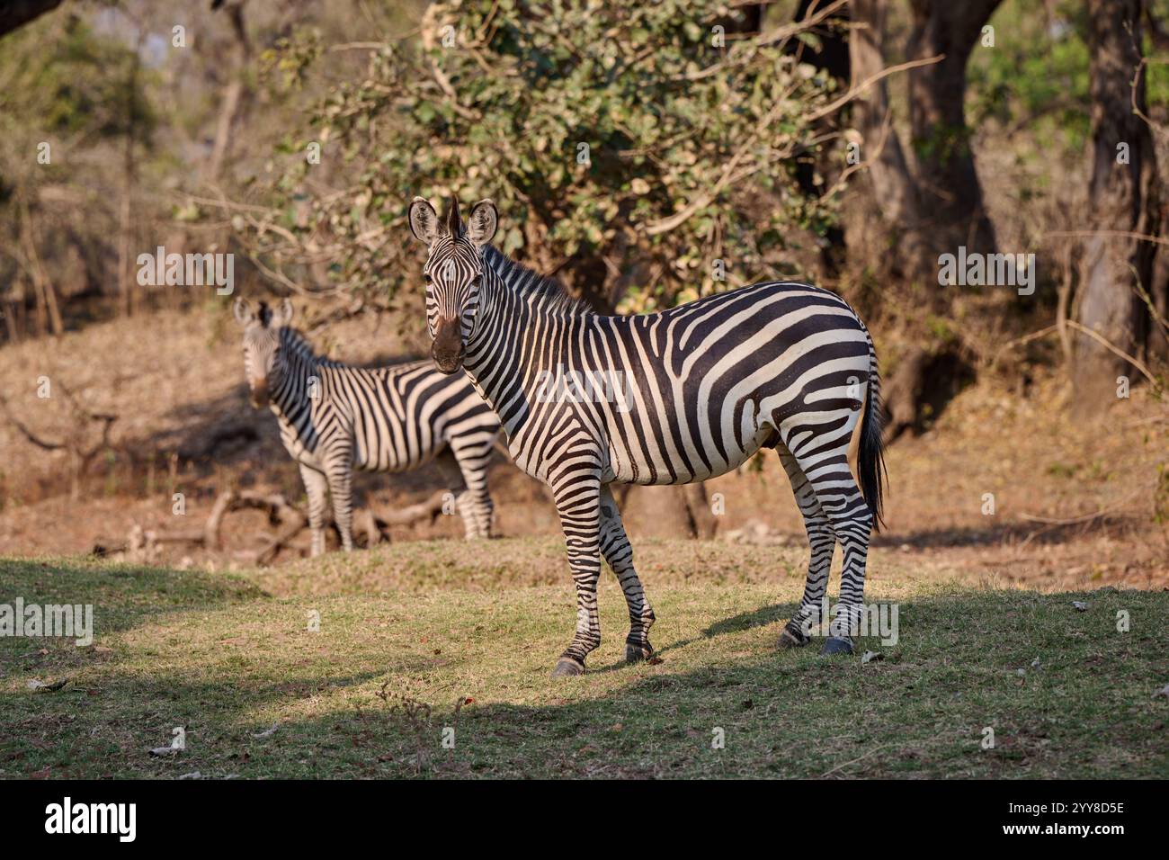 Crawshay’s zebra (Equus quagga crawshayi), South Luangwa National Park ...