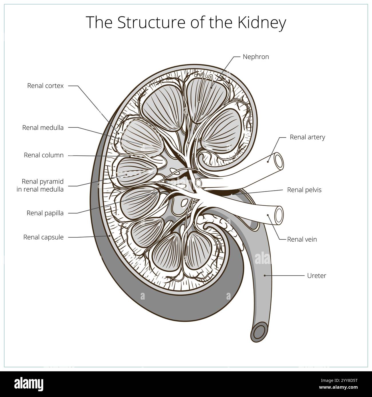 Human kidney medical diagram hi-res stock photography and images - Alamy