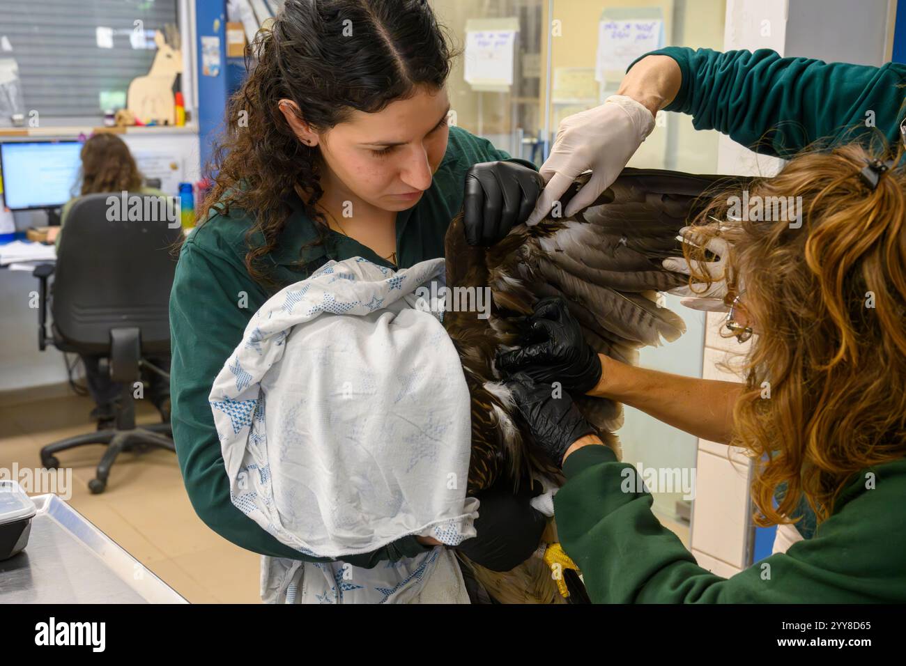 gun shot wound greater spotted eagle (Clanga clanga), photographed at ...