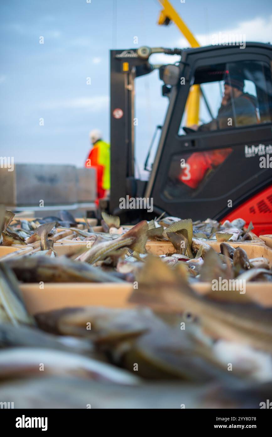 Fish catch on the dock with workers and crane Stock Photo - Alamy