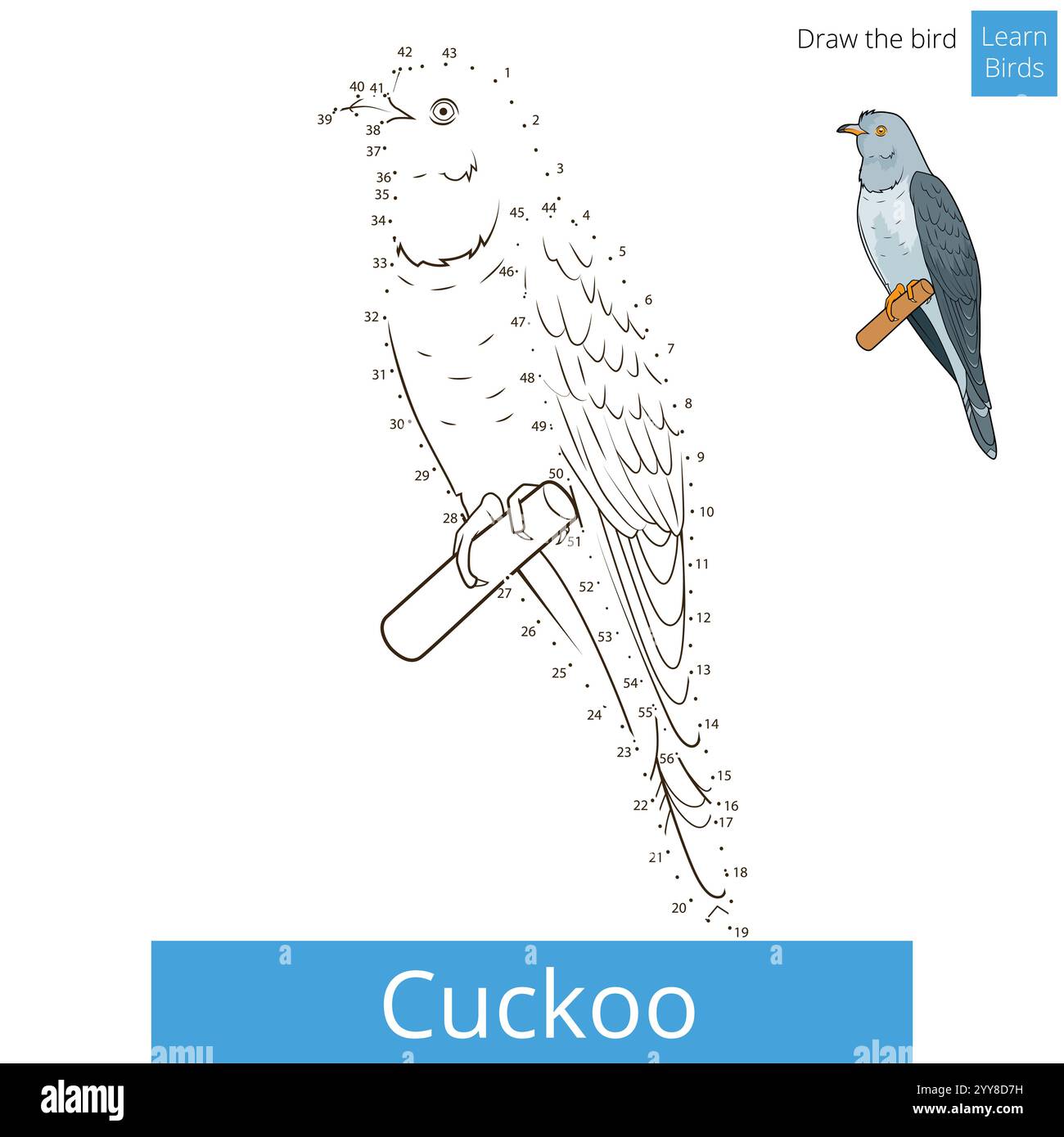 Cuckoo bird illustration Stock Vector Images - Alamy