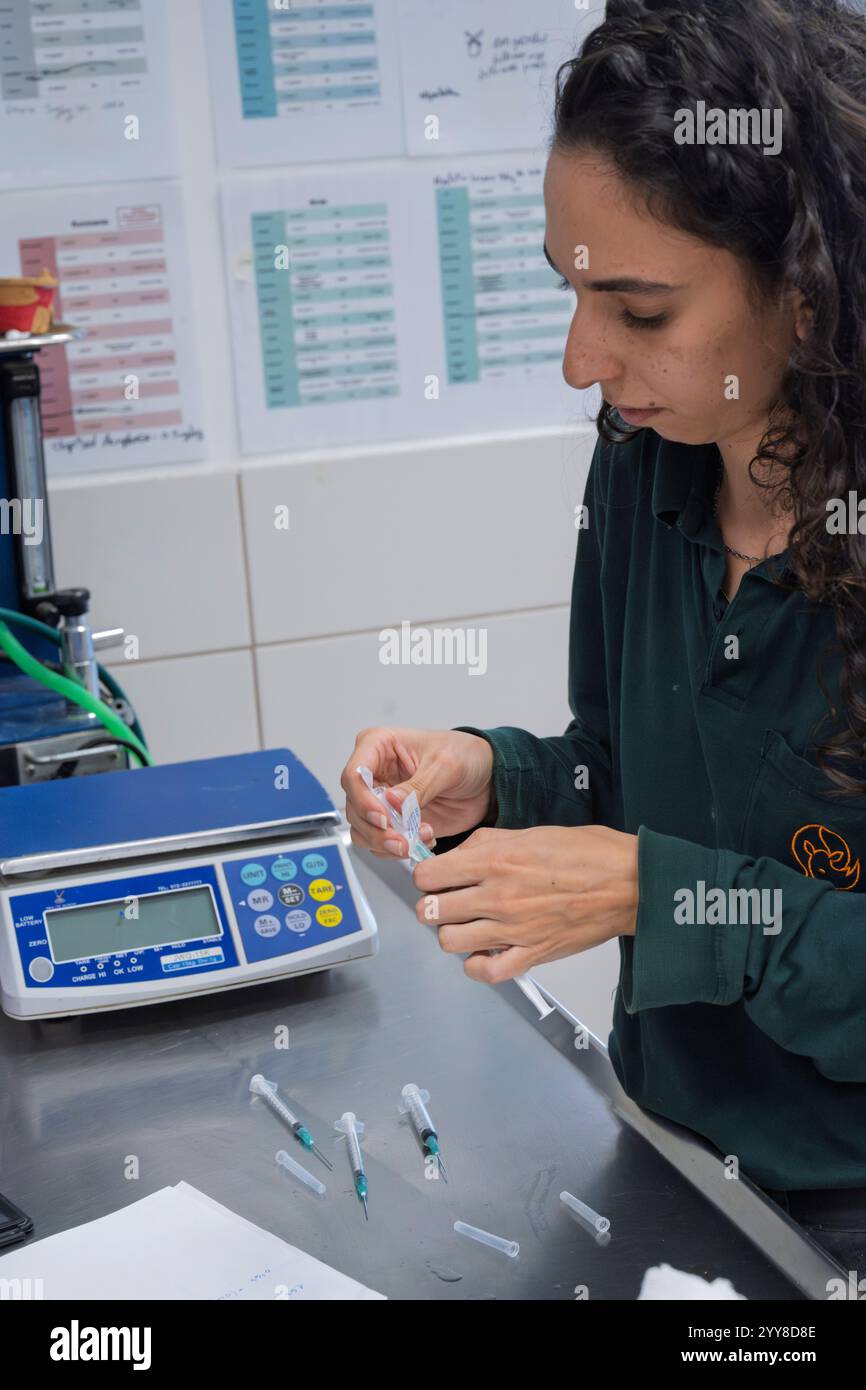 Daphy, of the nursing staff is preparing medication in syringes to be ...