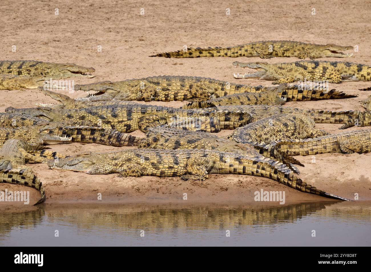 Large group of Nile crocodiles (Crocodylus niloticus) on a sandbank of ...
