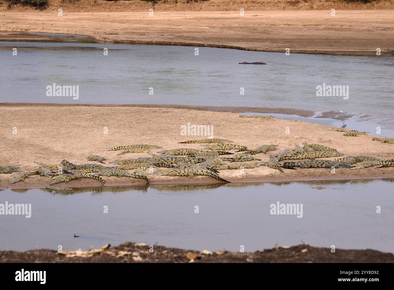 Large group of Nile crocodiles (Crocodylus niloticus) on a sandbank of the Luangwa River, South ...