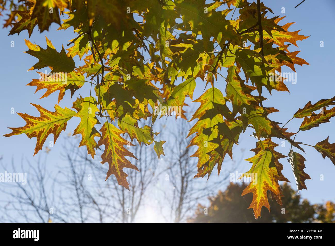 oak foliage against a sky in sunny weather, old oak with yellowed ...