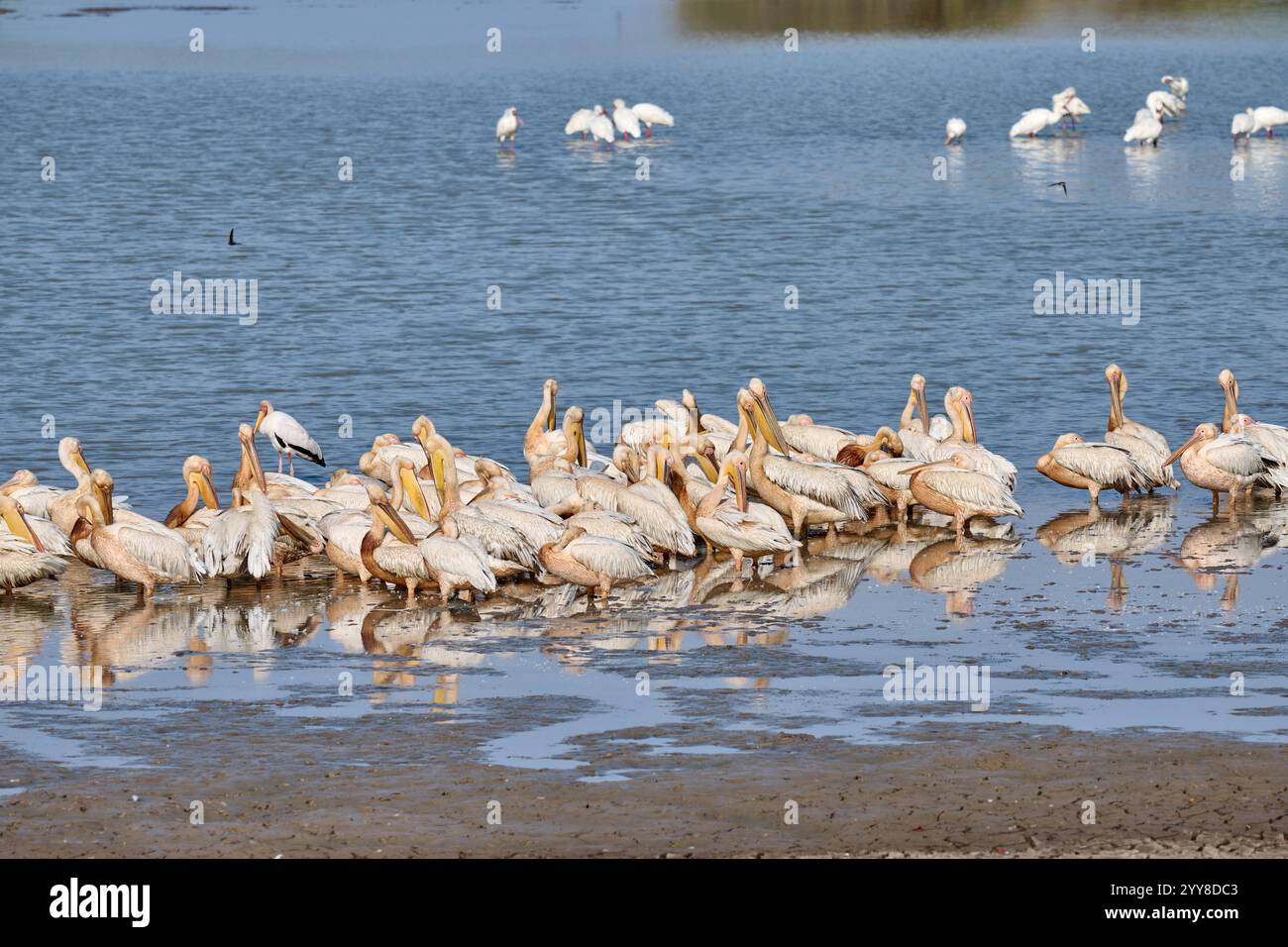flock of great white pelican (Pelecanus onocrotalus), South Luangwa ...