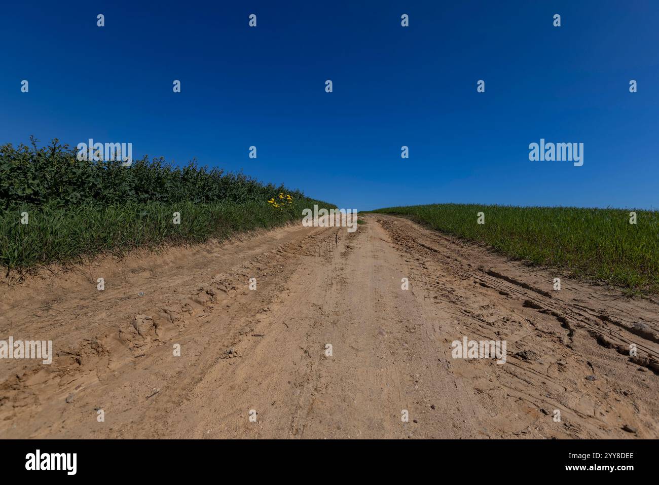 road in the field for agricultural transport, ruts in the sand formed ...