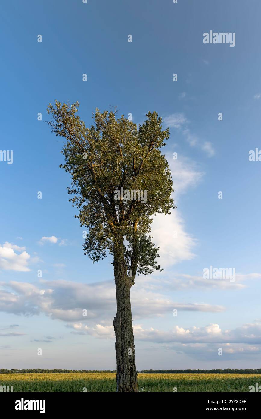 old tree growing alone in a field, one tree with green foliage on the ...