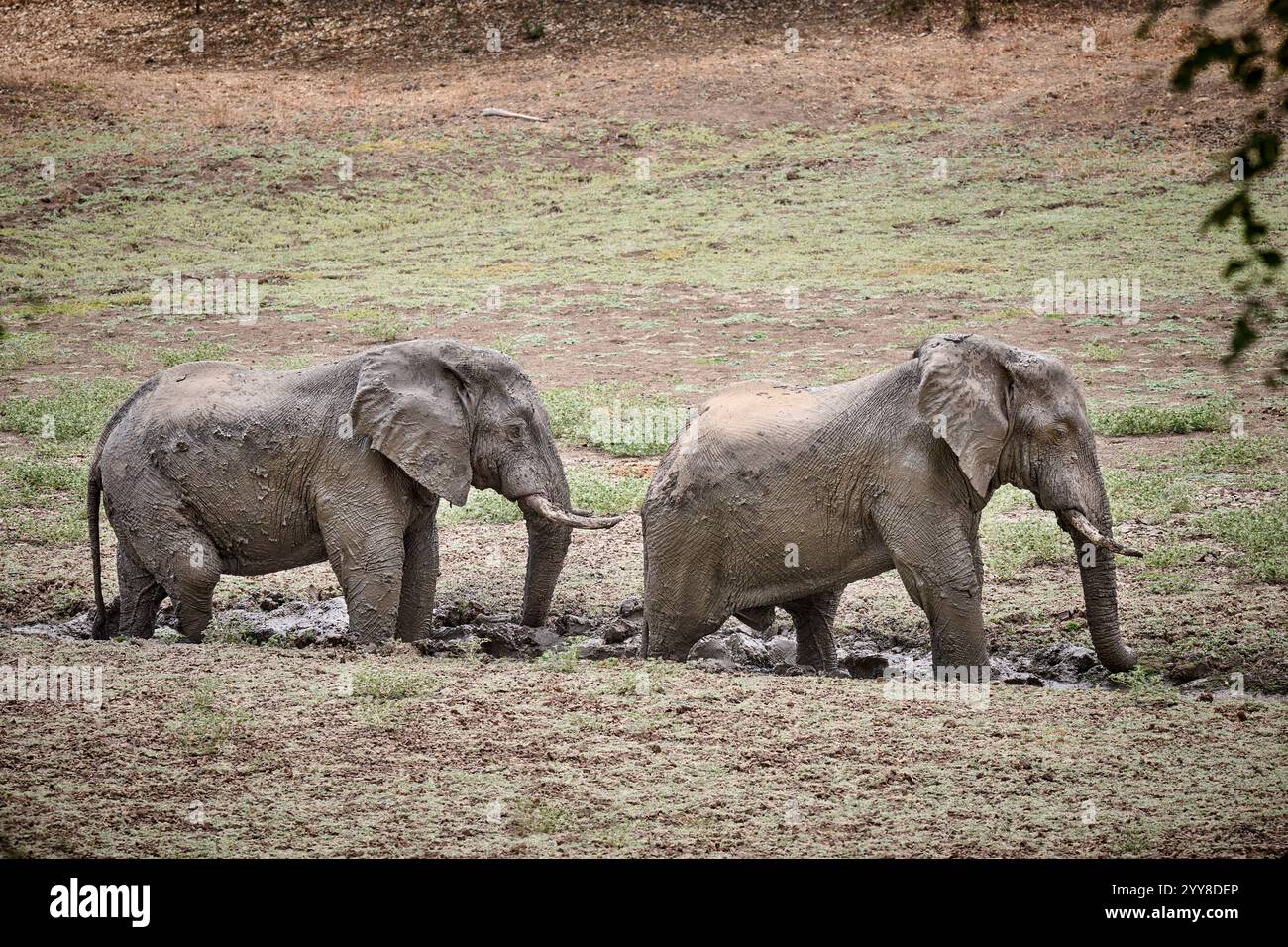 two African bush elephant bulls (Loxodonta africana) taking a mud bath ...