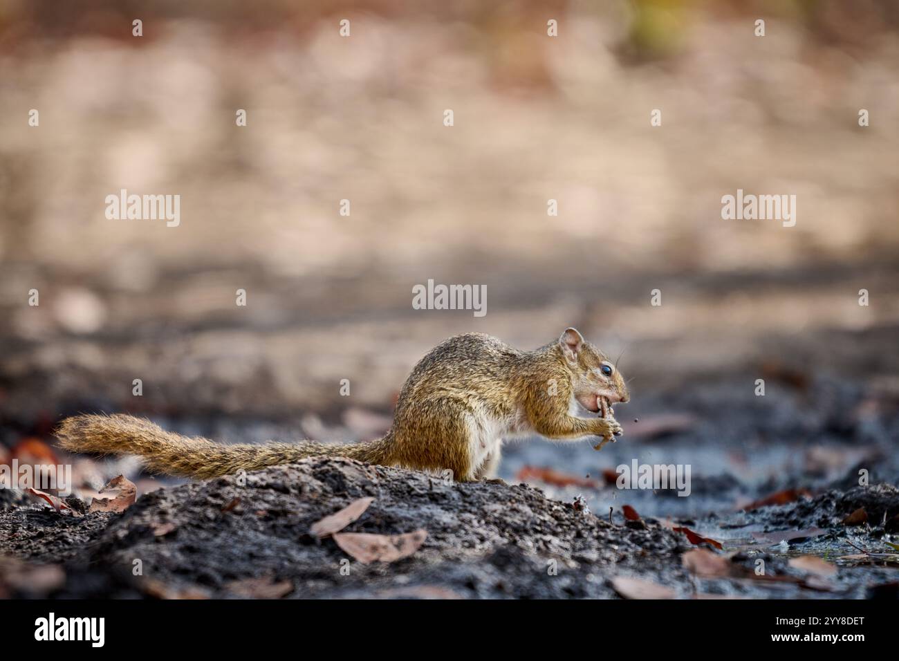 Smith's bush squirrel (Paraxerus cepapi), also known as the yellow ...