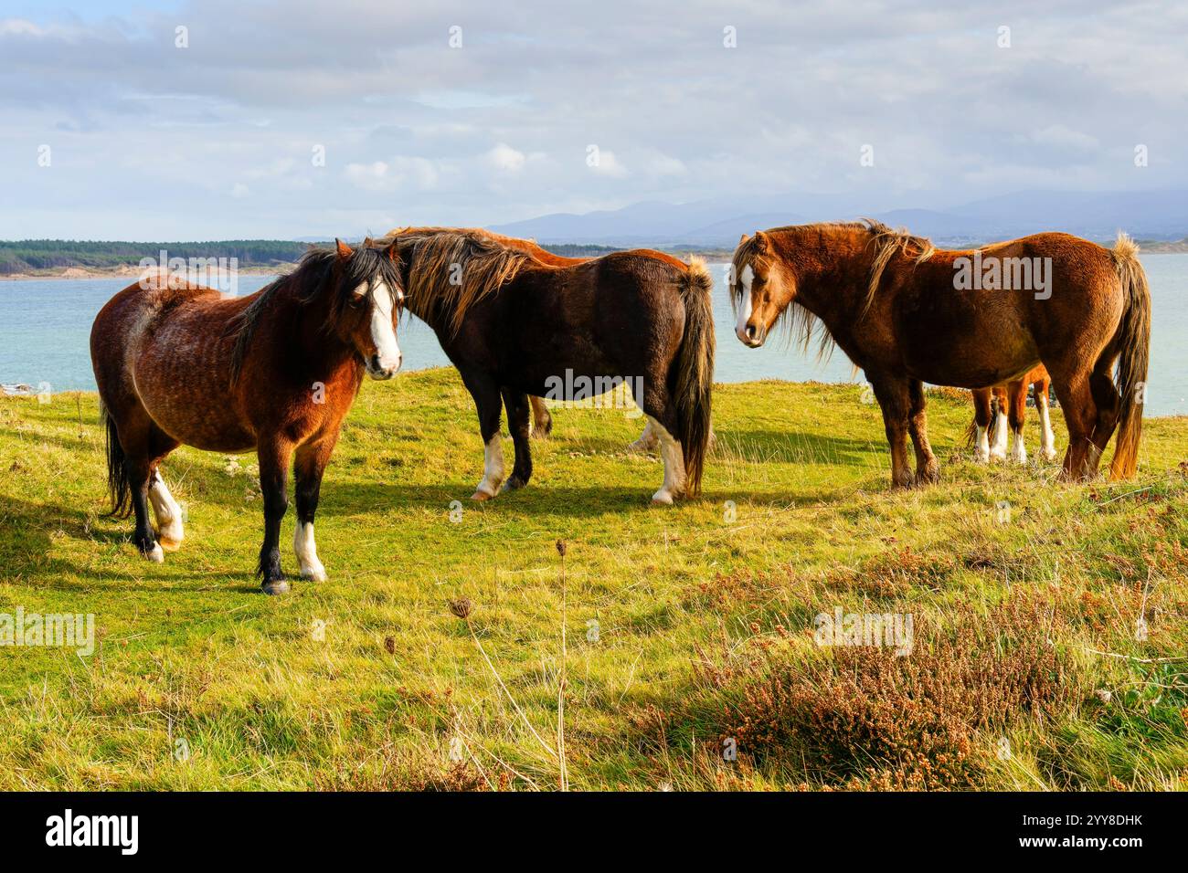 Small group of Welsh Mountain ponies standing on a cliff top on Ynys ...