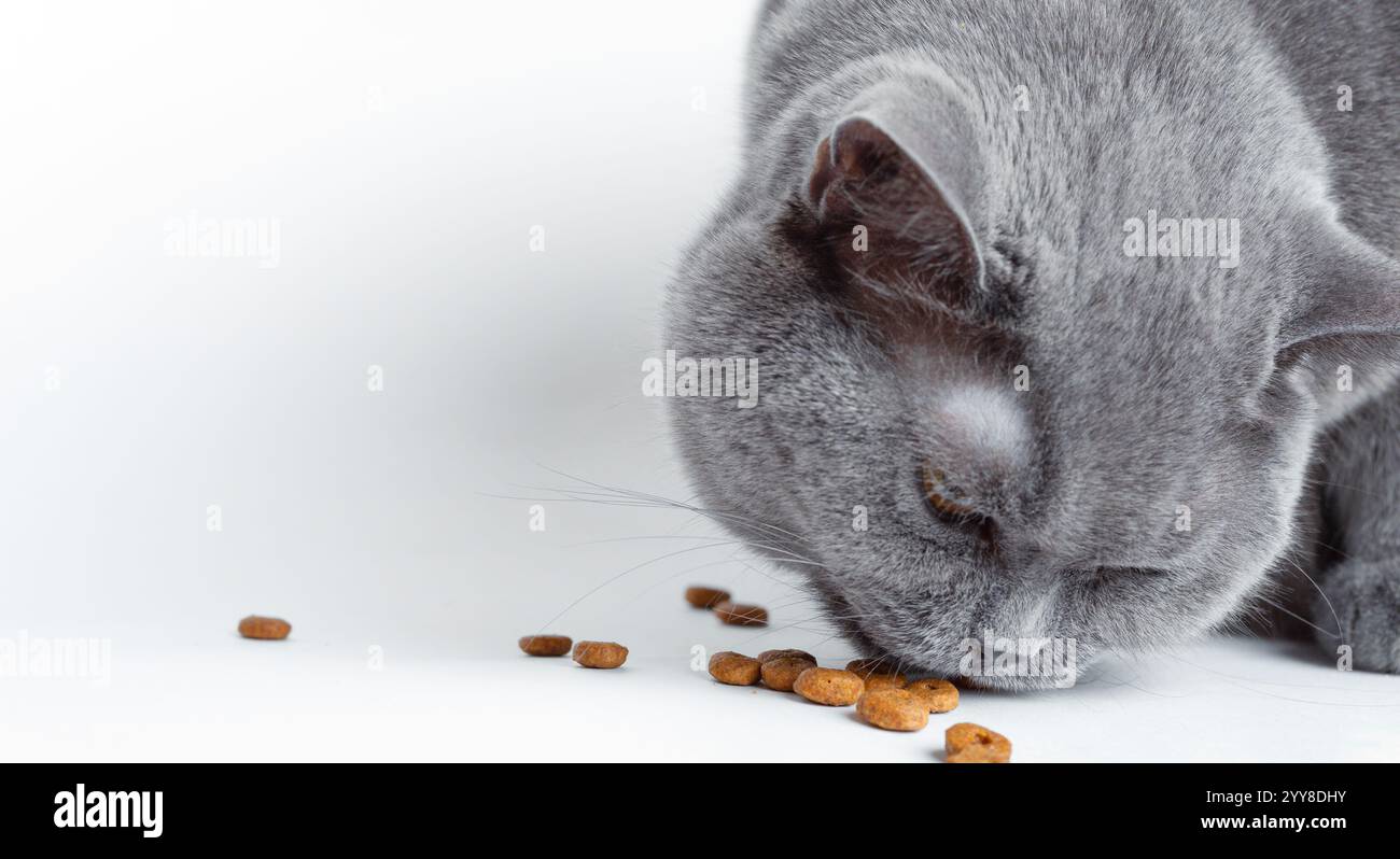 British old cat eating dry food on white background Stock Photo - Alamy