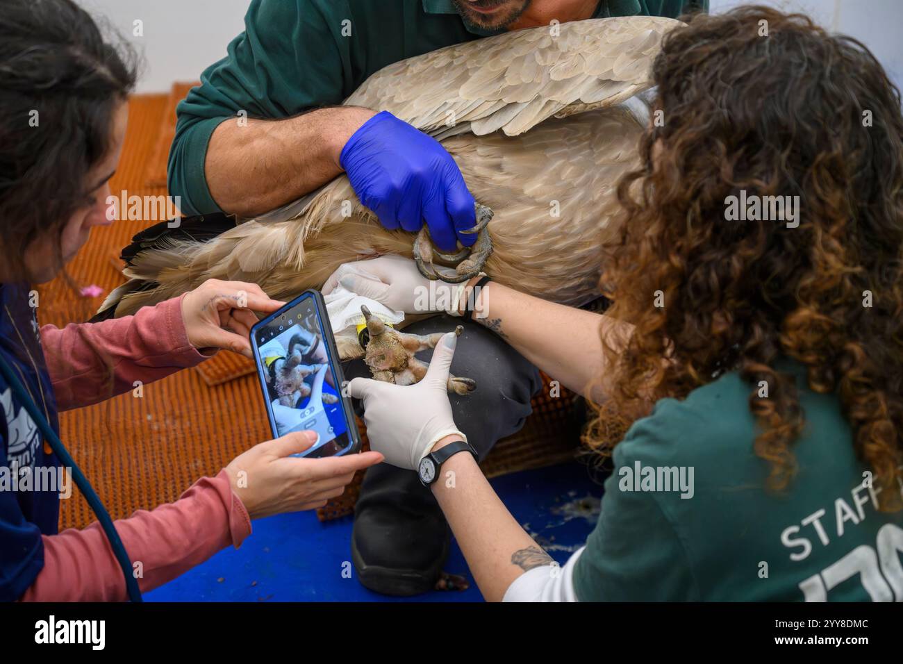 Vets are inspecting and photographing the wound for comparison of ...