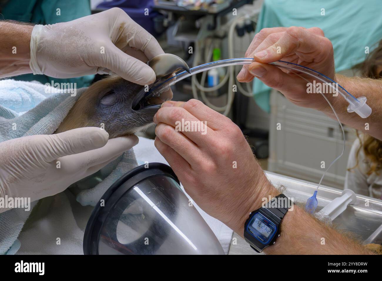 Vets are inspecting the amputated wing of an Eurasian griffon vulture ...