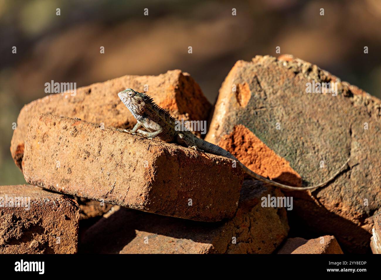 A common garden lizard from Sri Lanka Stock Photo - Alamy