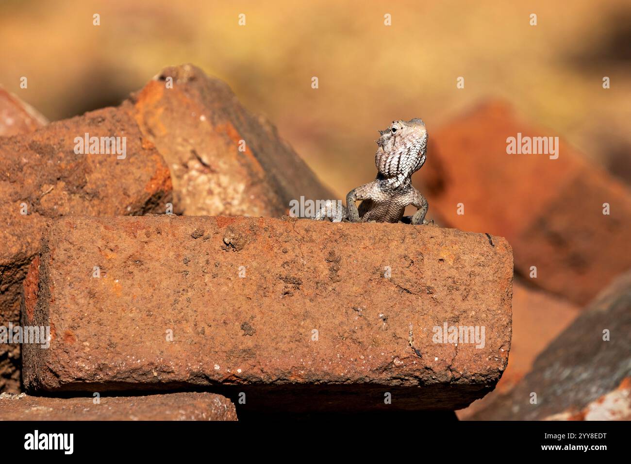 A common garden lizard from Sri Lanka Stock Photo - Alamy