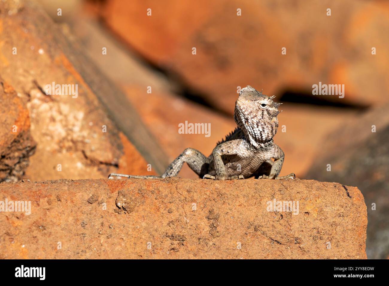 A common garden lizard from Sri Lanka Stock Photo - Alamy