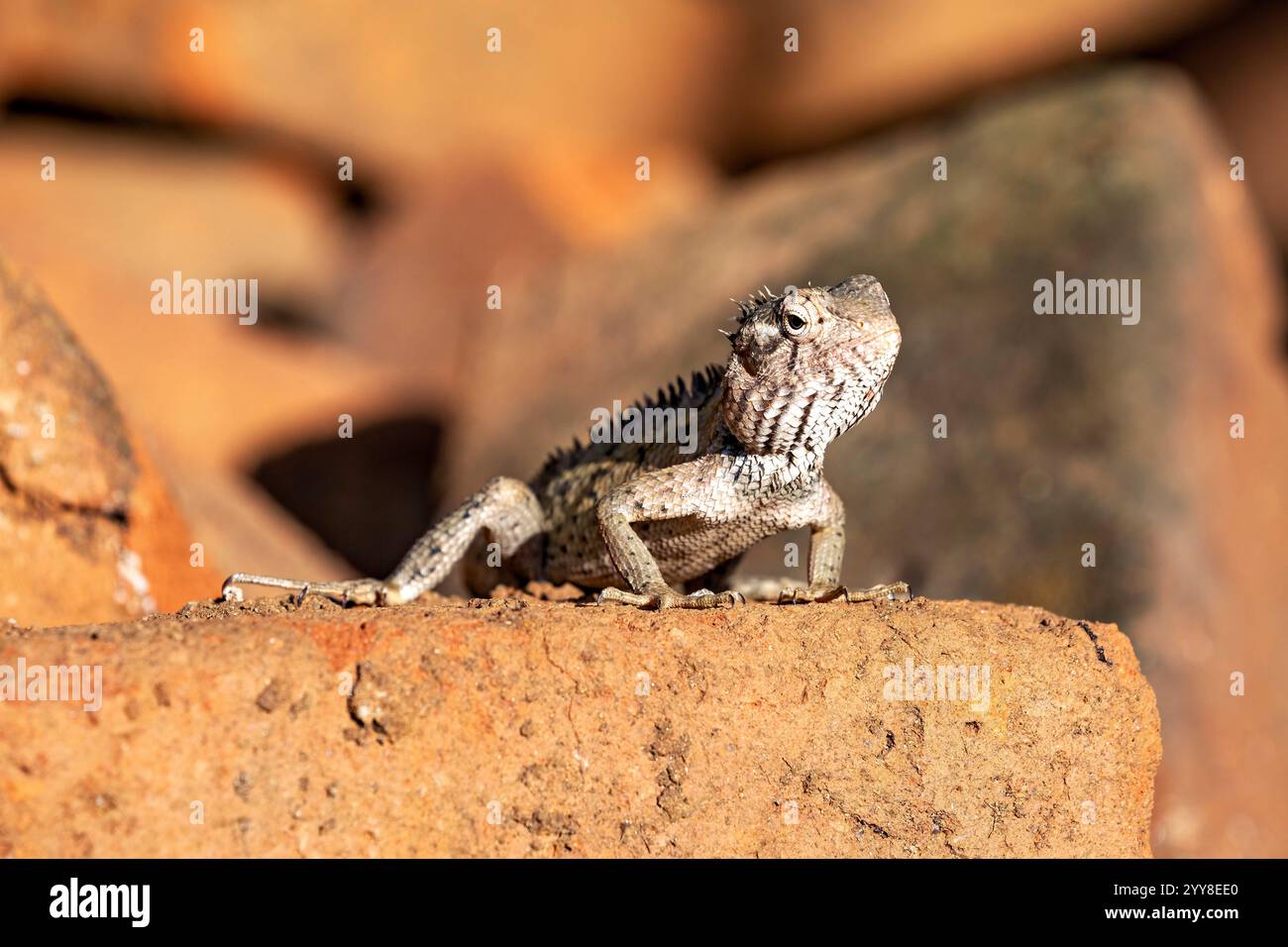A common garden lizard from Sri Lanka Stock Photo - Alamy