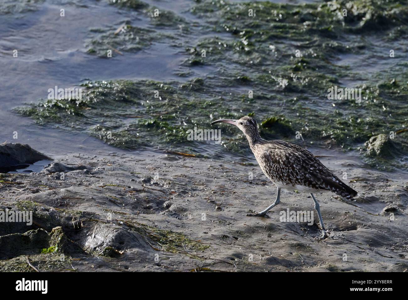Photo of the Whimbrel, Numenius phaeopus Stock Photo - Alamy